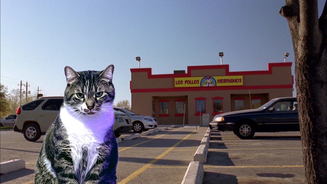 Virgin Cat goes places! - YouTube