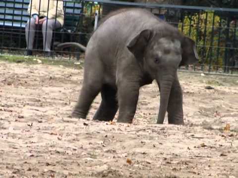 Elefantenmädchen Anchali am 11 11