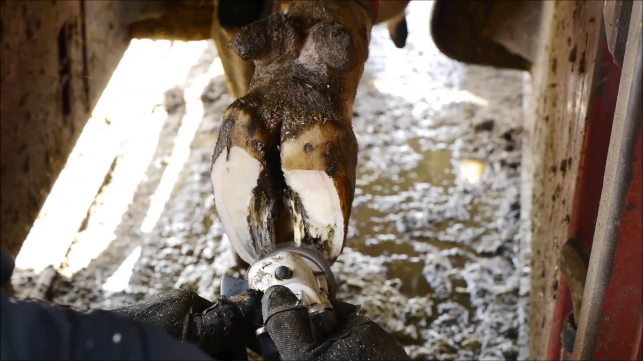 Herd Boss Techniques for Cows - YouTube