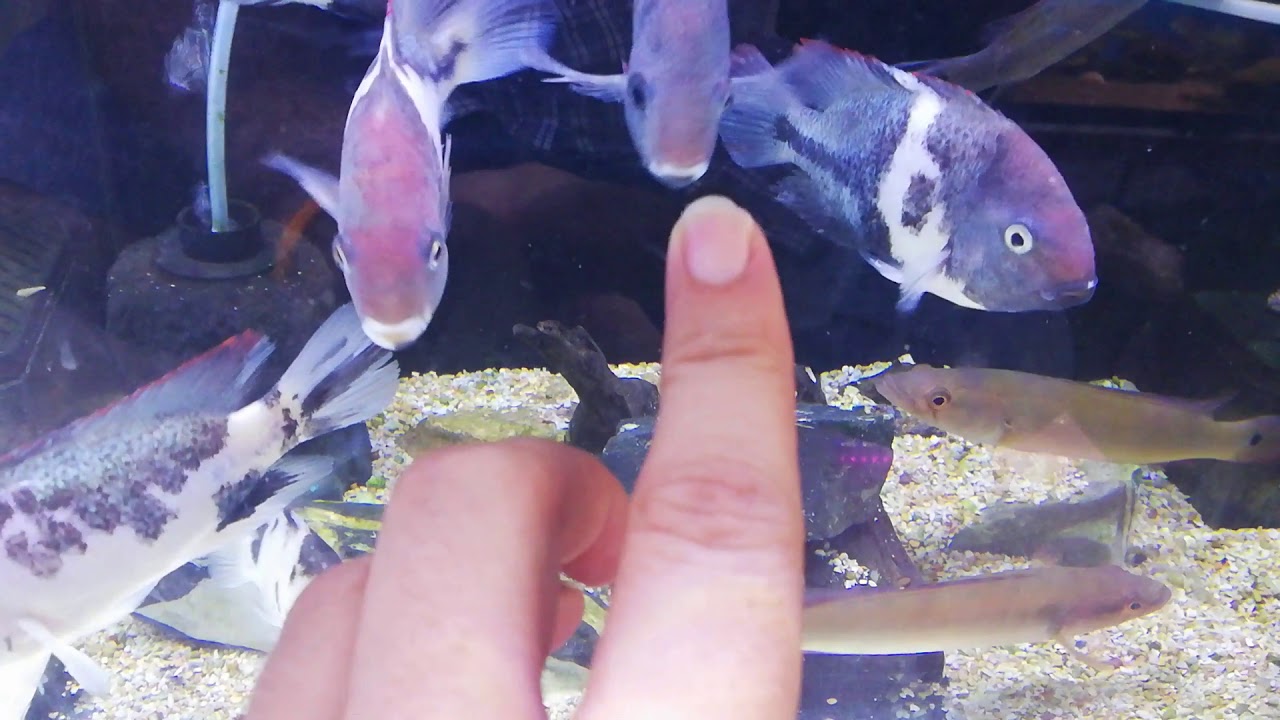 Marble Fenestratus Vieja Cichlid - YouTube