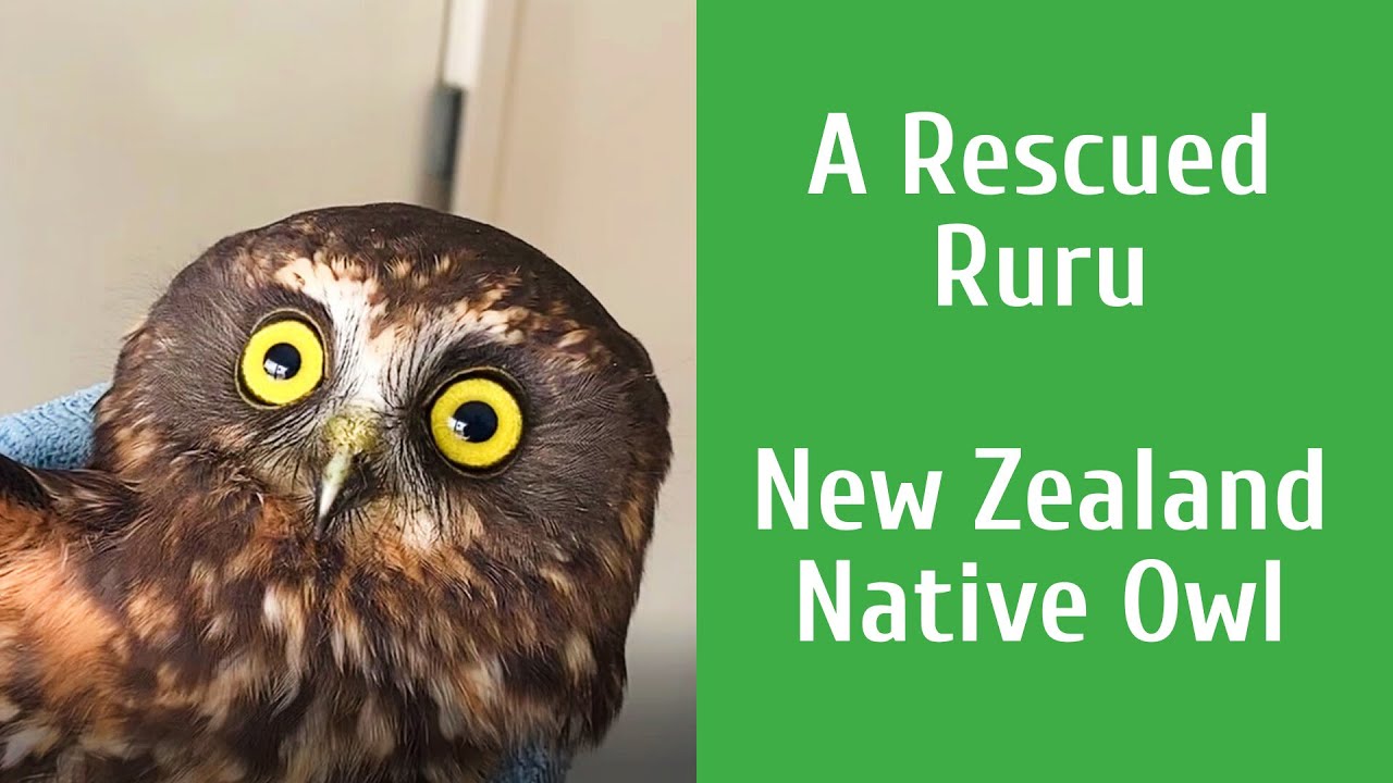 A Rescued Ruru (New Zealand Native Owl) - YouTube