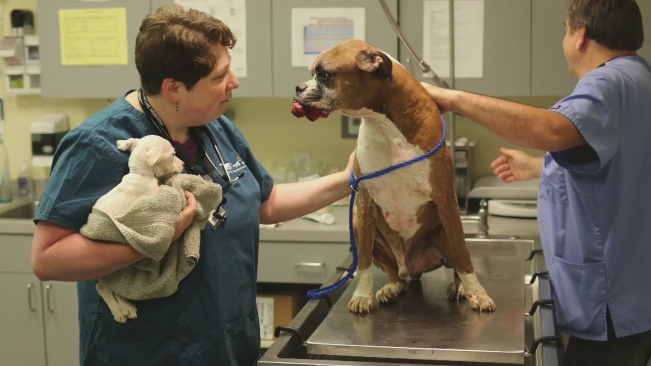 Humane Society Works To Rescue Thousands Of Animals In Texas - YouTube