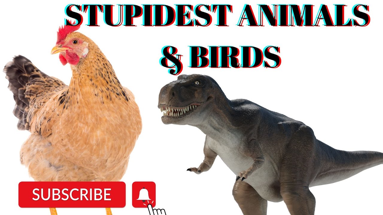 TOP 20 STUPIDEST ANIMALS AND BIRDS ON EARTH YouTube top-20-stupidest-animals-and-birds-on-earth-youtube