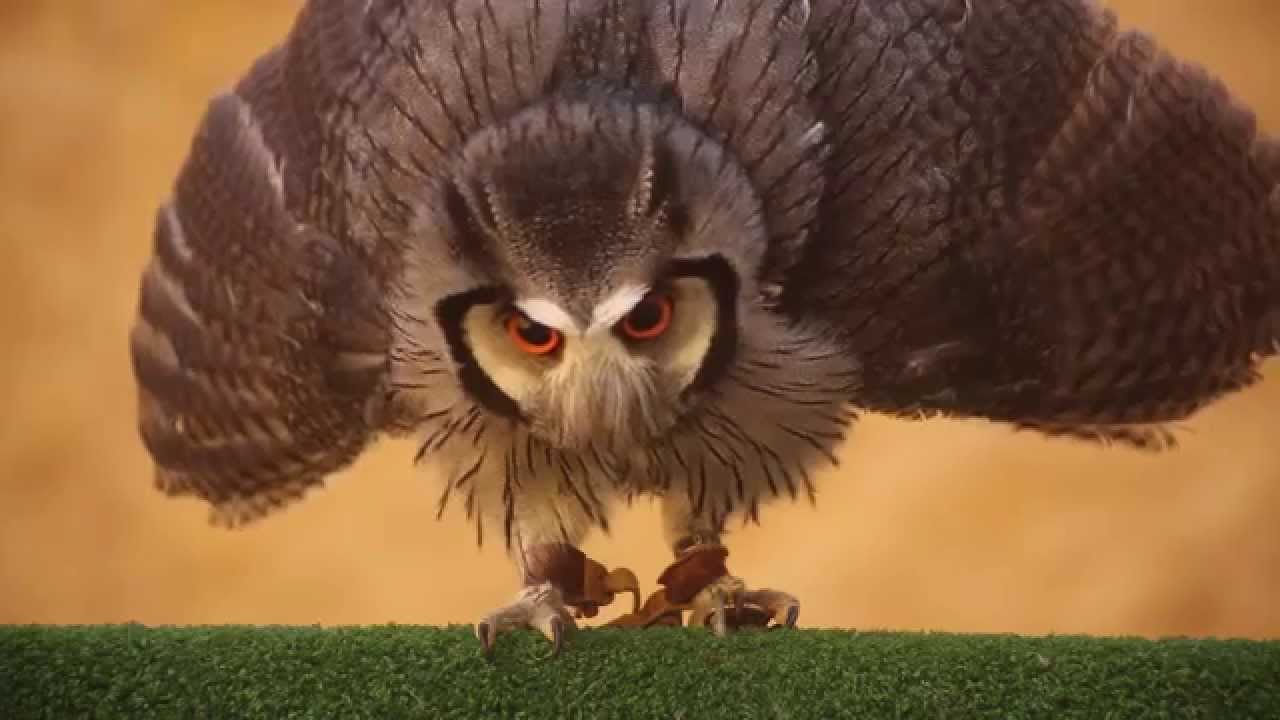 FOCUS Online vs. Transformer-Owl - YouTube