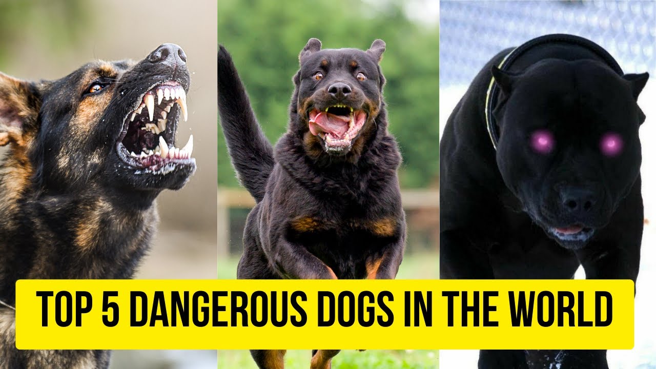 Top 5 Dangerous Dogs in the world | Ban in different Countries | Most ...