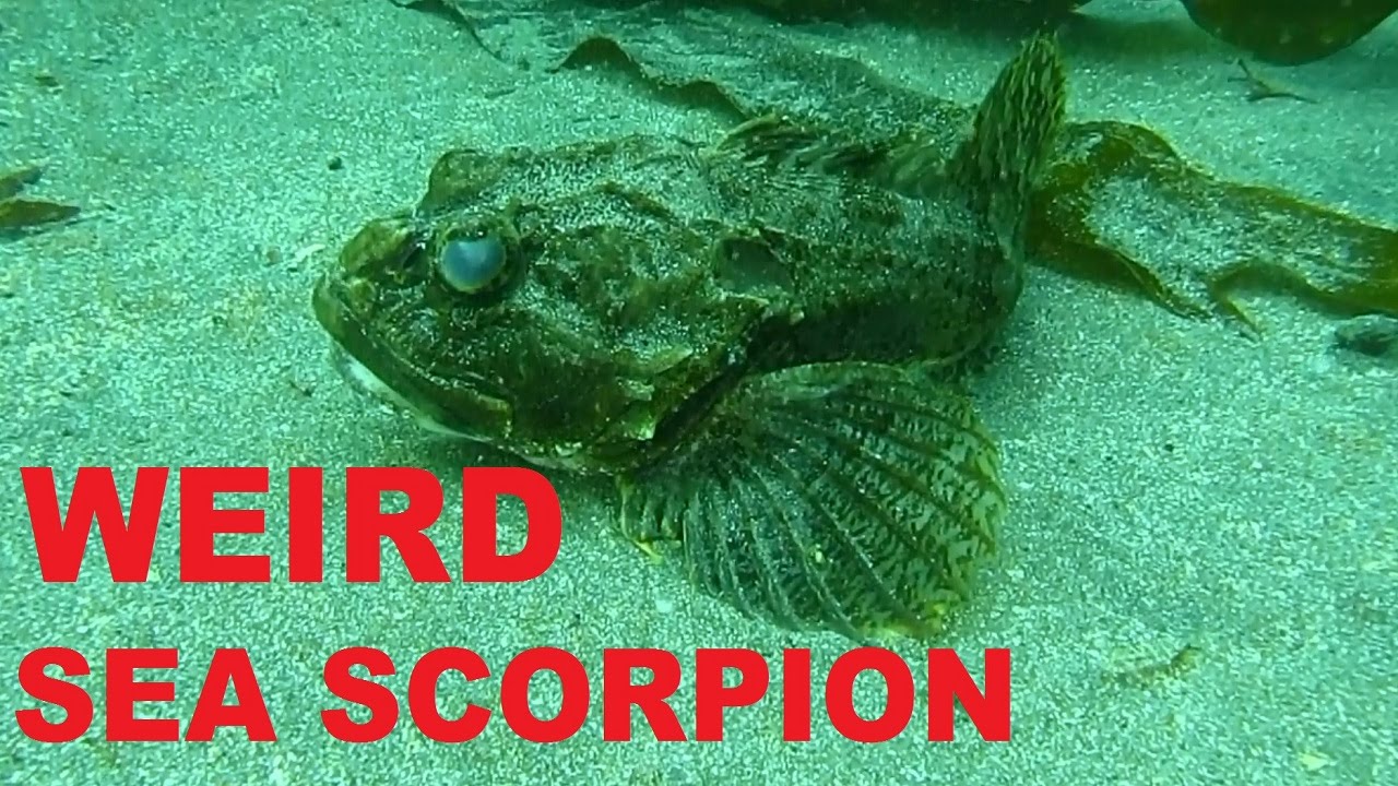 WEIRD SEA SCORPION - YouTube