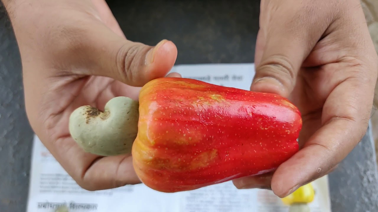 Cashew Fruit cashew-fruit