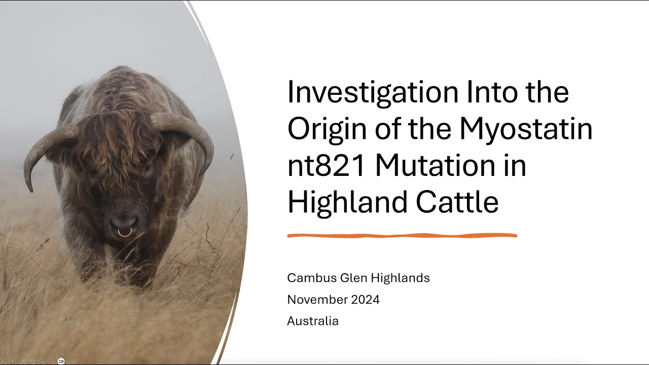 Investigation Into the Origin of the Myostatin nt821 Mutation in ...