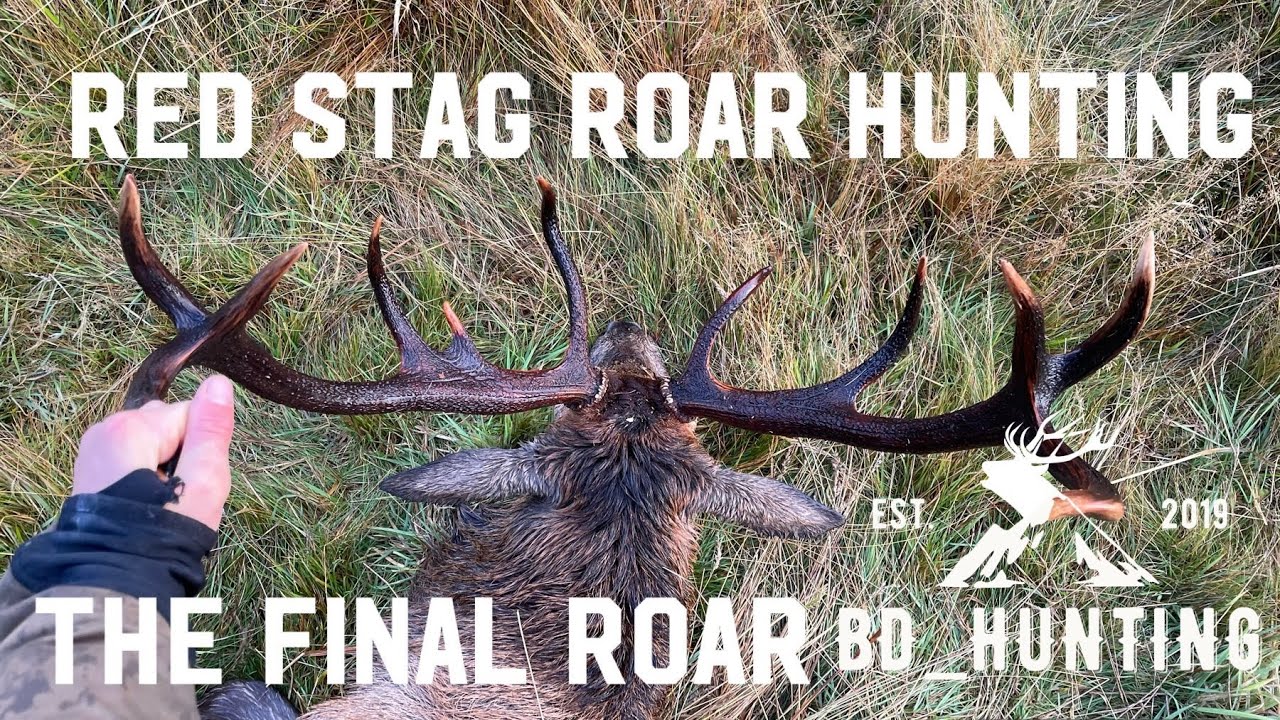 Red Stag Roar Hunting Nz - The Final Roar - YouTube