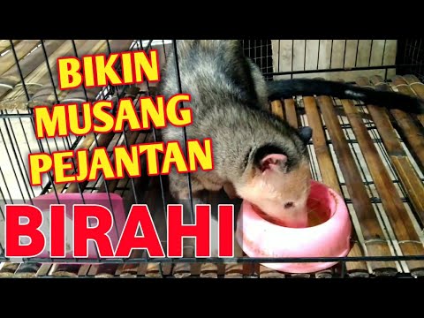CARA MEMBUAT MUSANG PEJANTAN BIRAHI ALA ESHAN EXOTIC PET - YouTube
