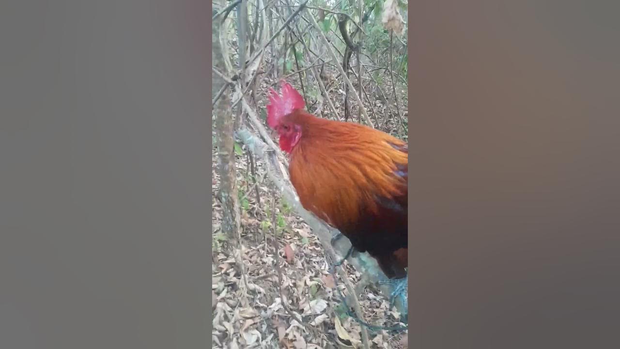 cov nej mu saib kv tu qaib ເຈົ້າແດງນ້ອຍnawb cuab tuaj zoo tiag2 li - YouTube