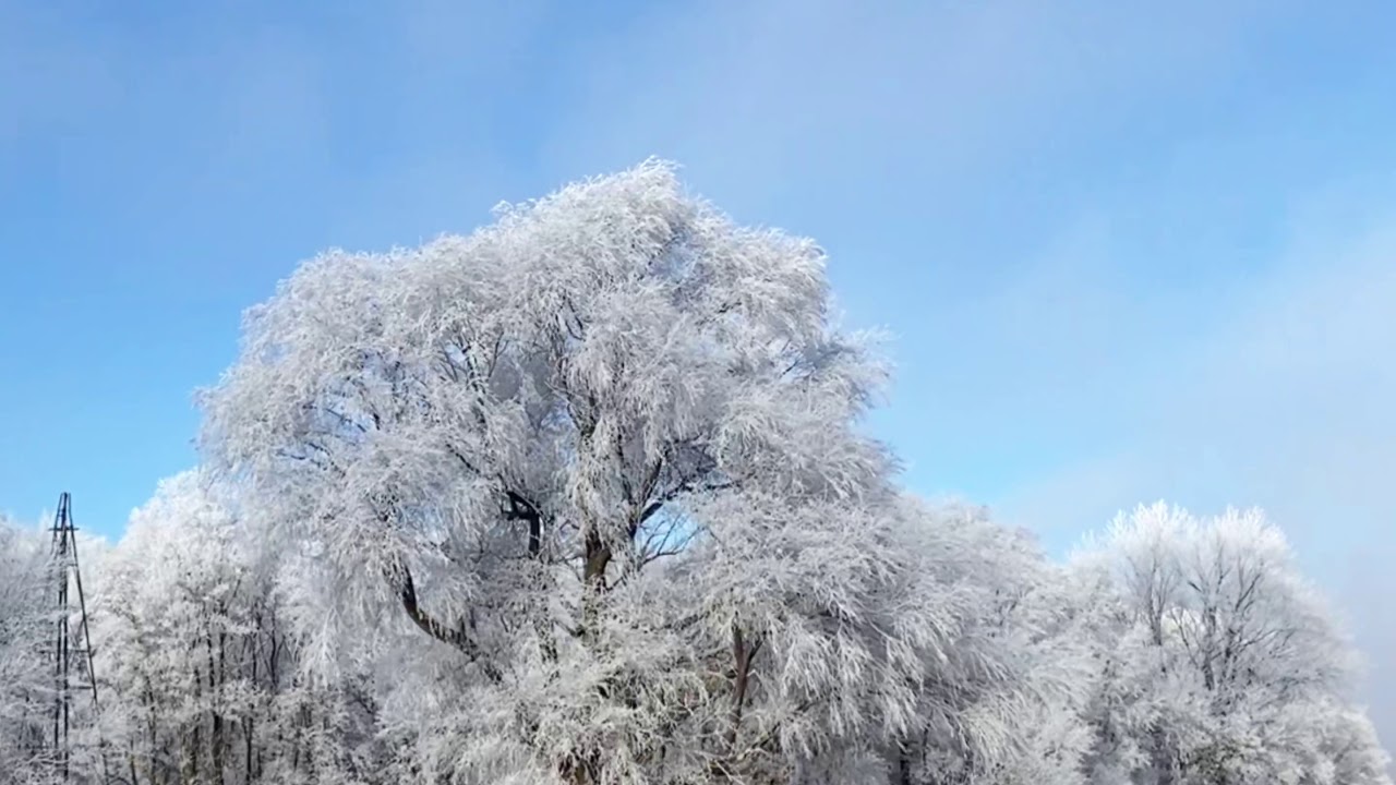 Winter Wonderland as Trees Covered by Hoarfrost in Minnesota - YouTube