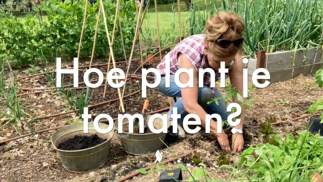 Ini's Moestuin #187 Tomaten planten, tuinbonen opbinden ...