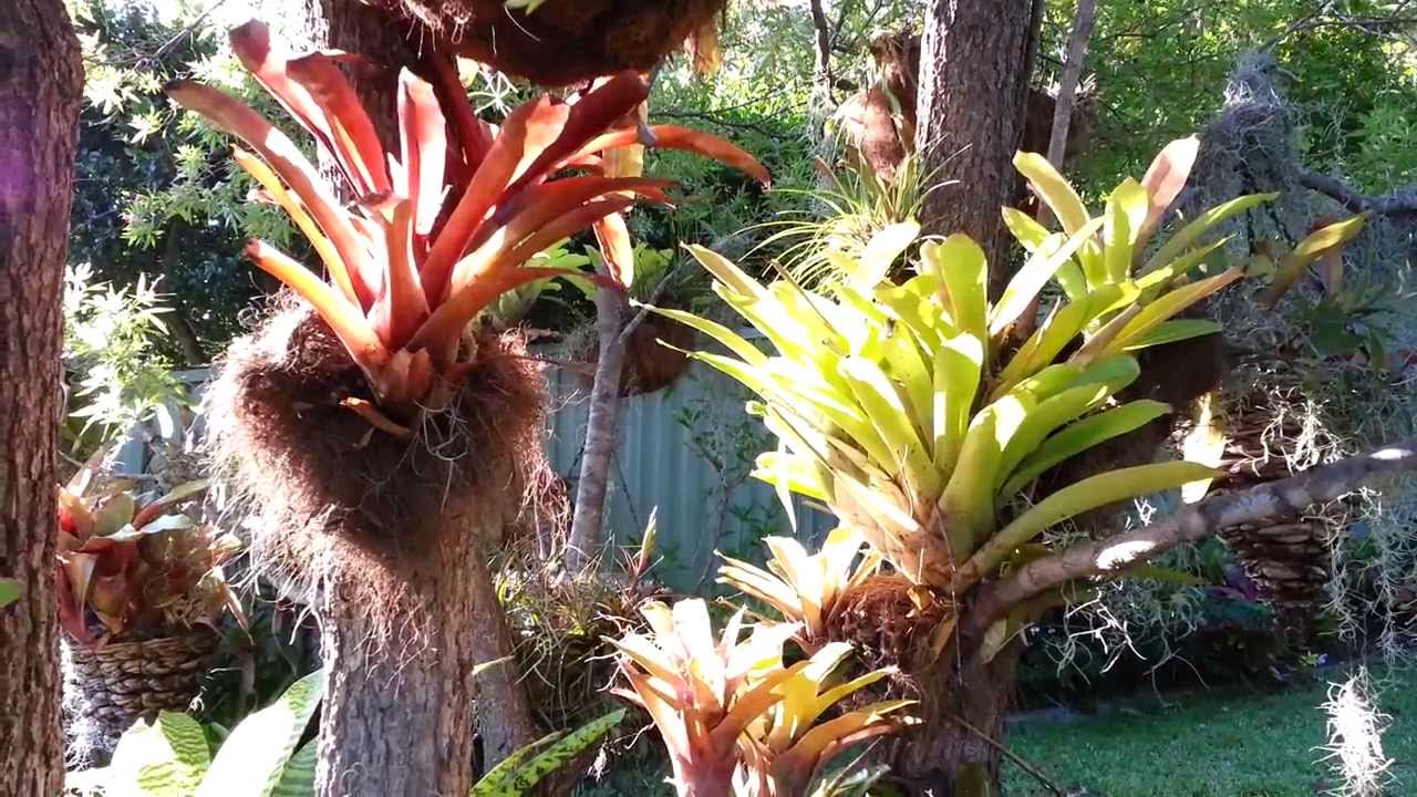 Bromeliad mix Plants - Bromelia planta de exceptie - Top 10 Bromeliads ...