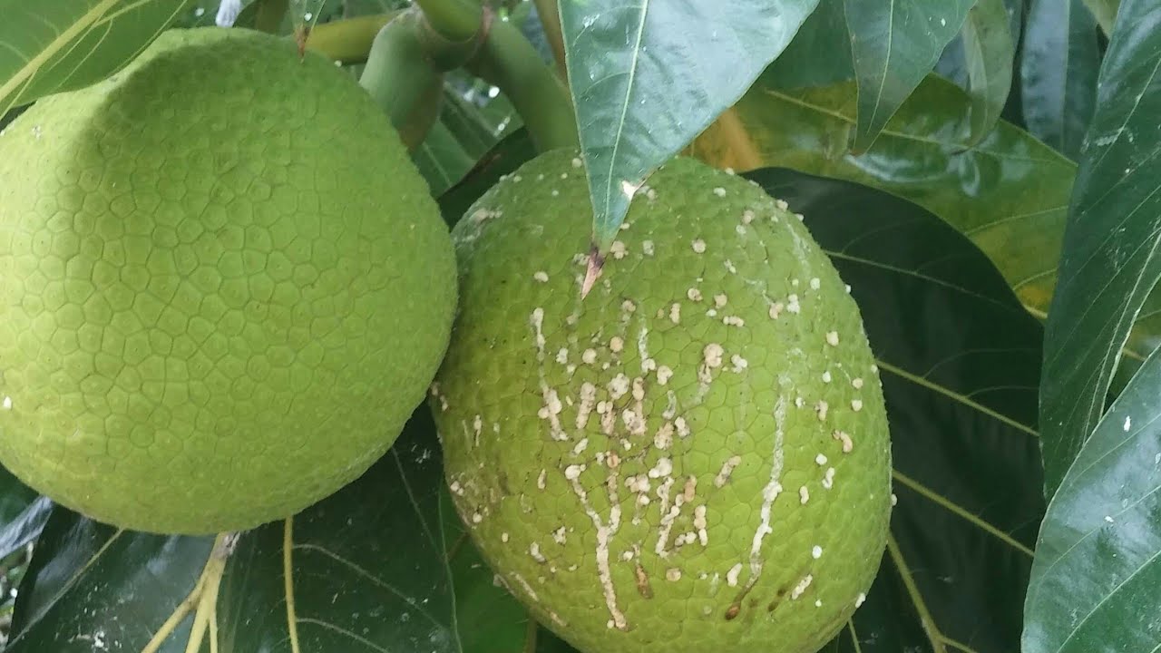 Breadfruit tree fruiting Dwarf - YouTube