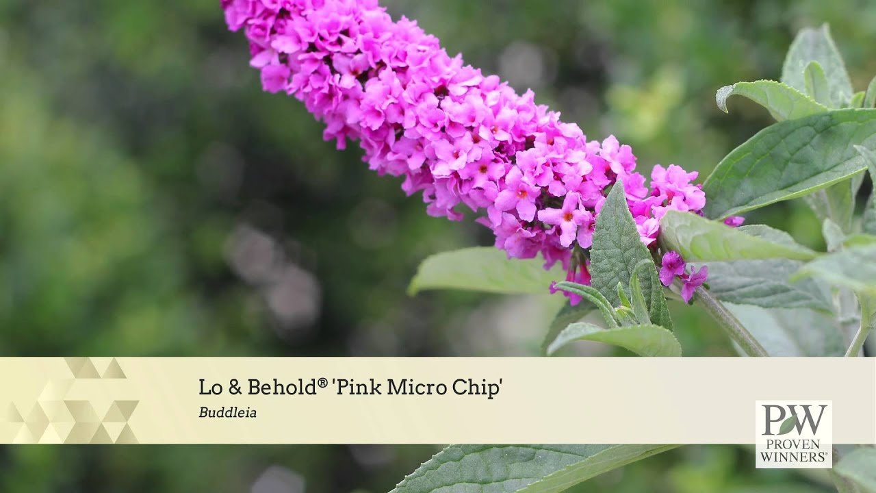 Variety Introduction: Lo & Behold® 'Pink Micro Chip' - YouTube