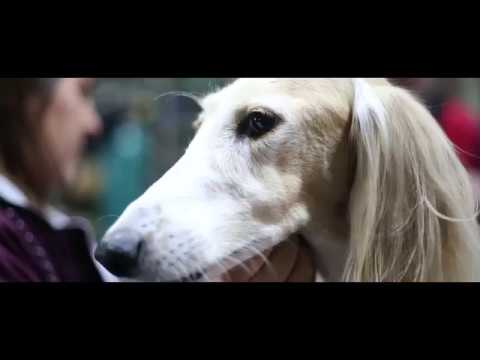 Celebrating 150 Years with the Saluki Alumni Plaza Project - YouTube