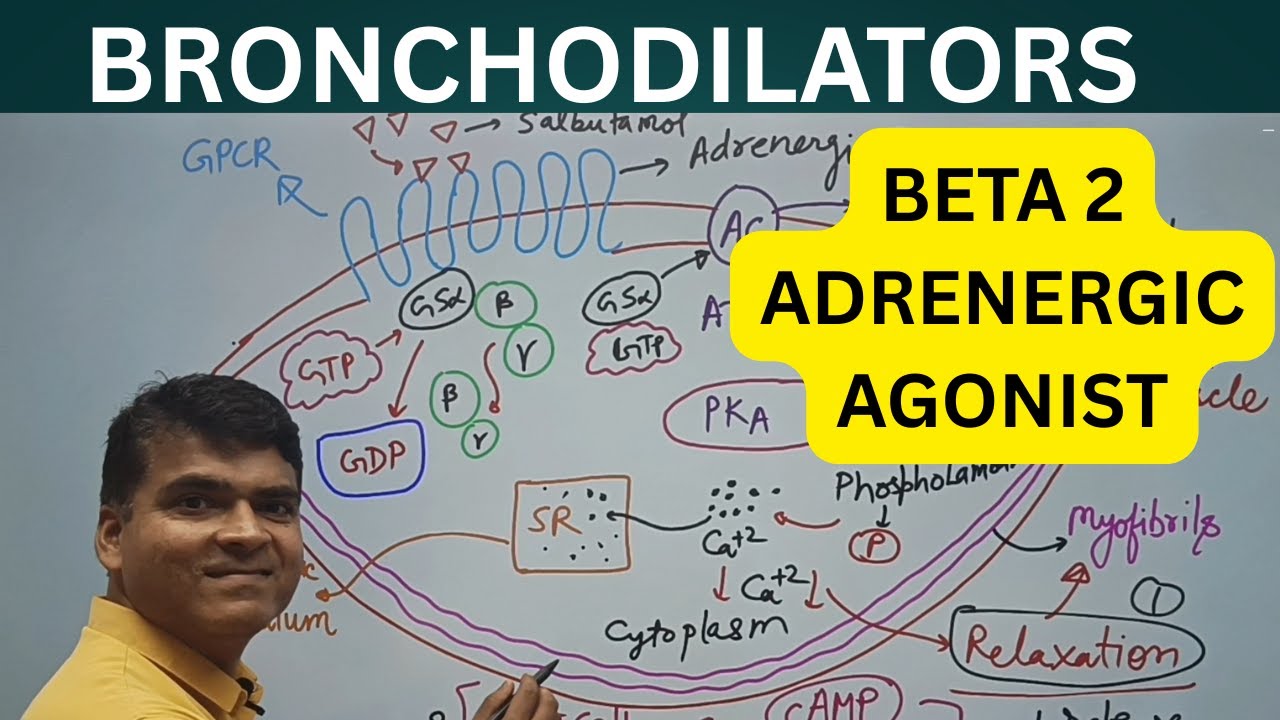 Bronchodilators Pharmacology | Sympathomimetics | Beta 2 Adrenergic ...