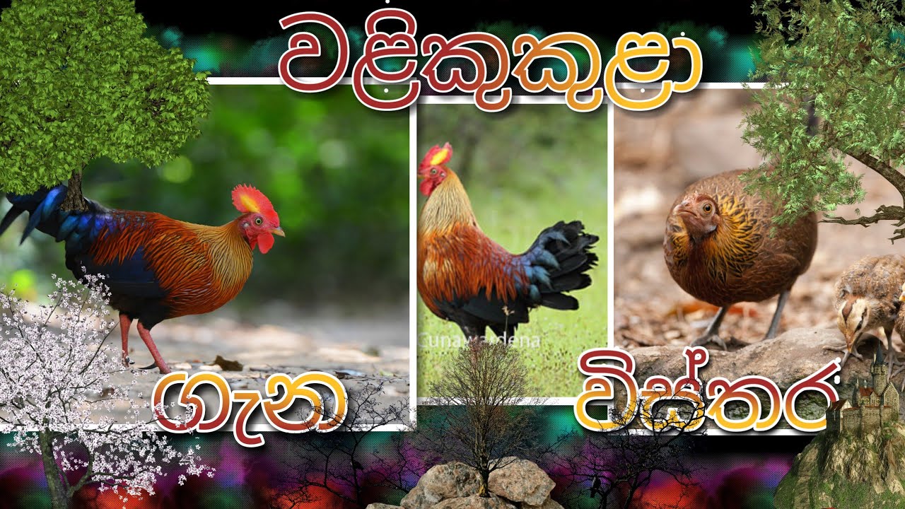 වළිකුකුළා ගැන විස්තර | Srilankan jungle fowl #junglefowl # ...