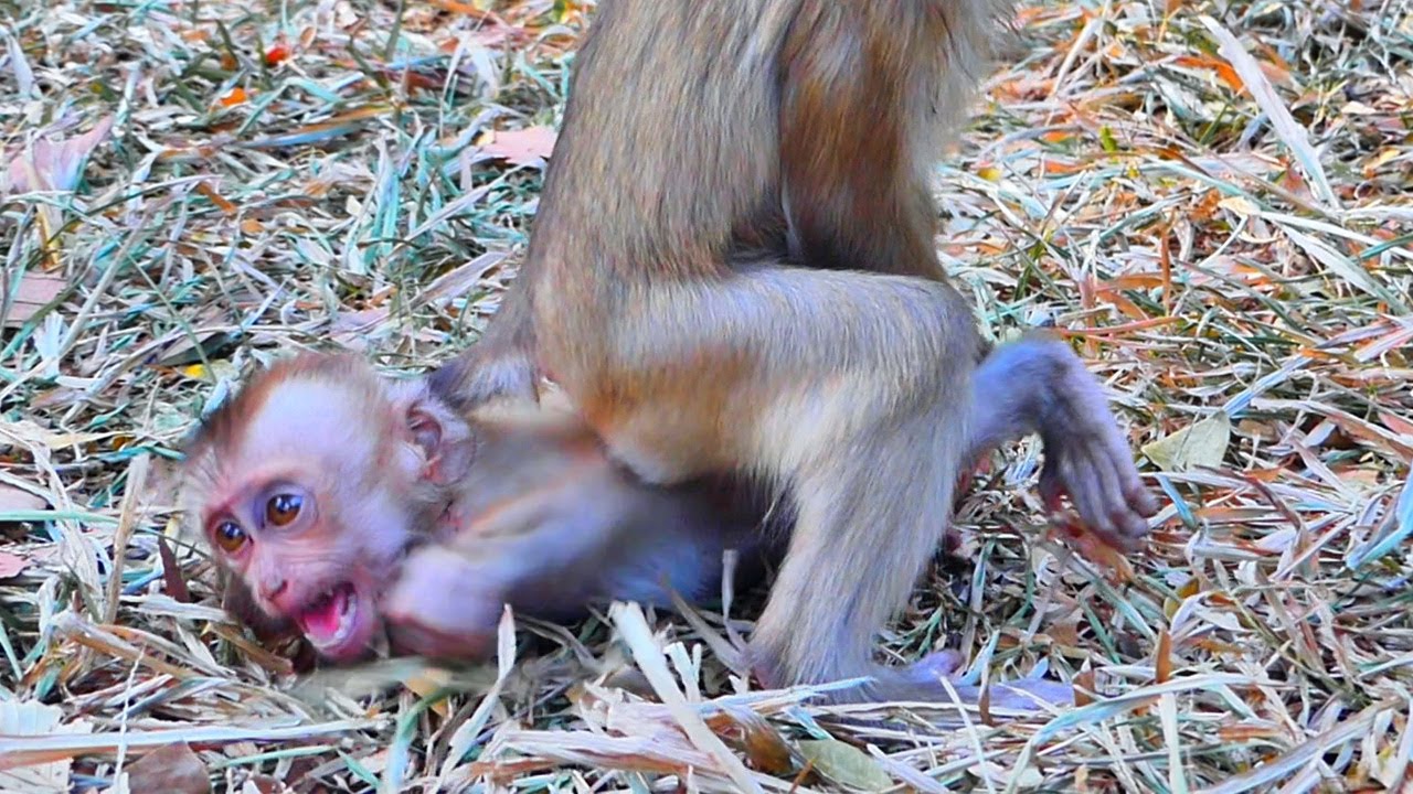 The story Family Monkey// Newborn Baby// What happened to Mother & Baby ...