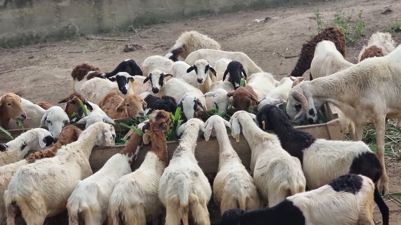 SHEEP FARMING IN AFRICA | GHANA🇬🇭 #livestockfarming #sheepfarming # ...