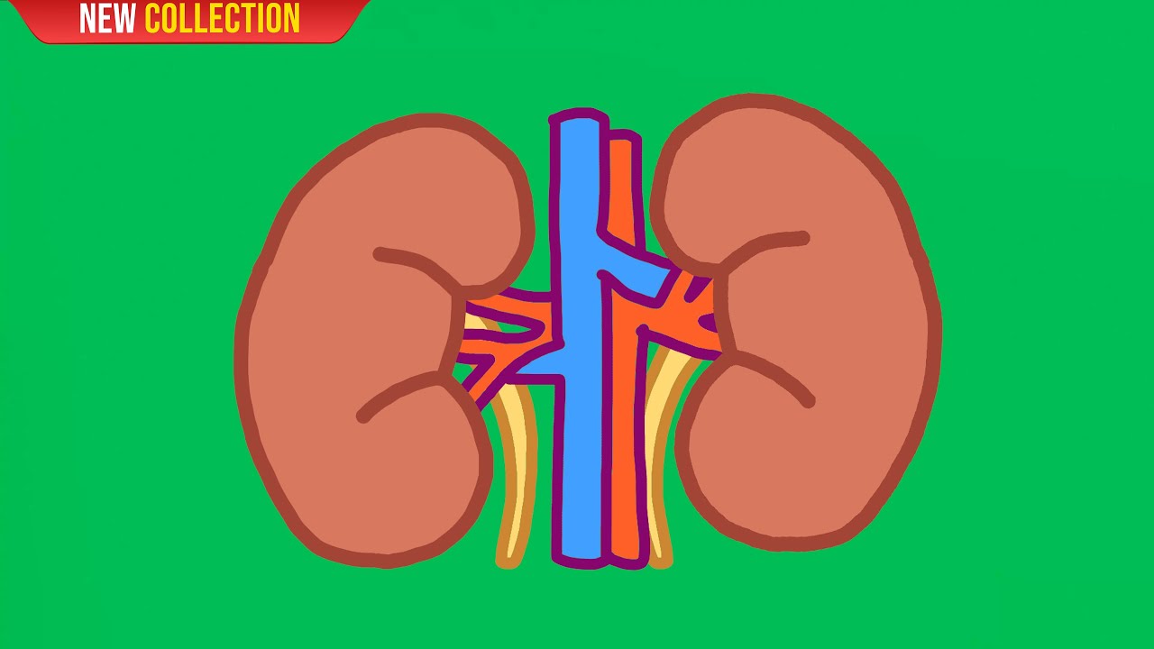 Green Screen Human Kidney Animation | 4K | Global Kreators - YouTube