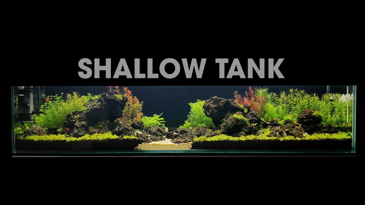 Aquascape Tutorial - How to create a Shallow Planted Tank - YouTube