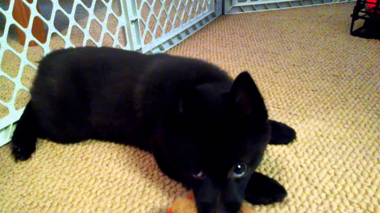 Mr. Bear the Schipperke plays with his favorite toy - YouTube