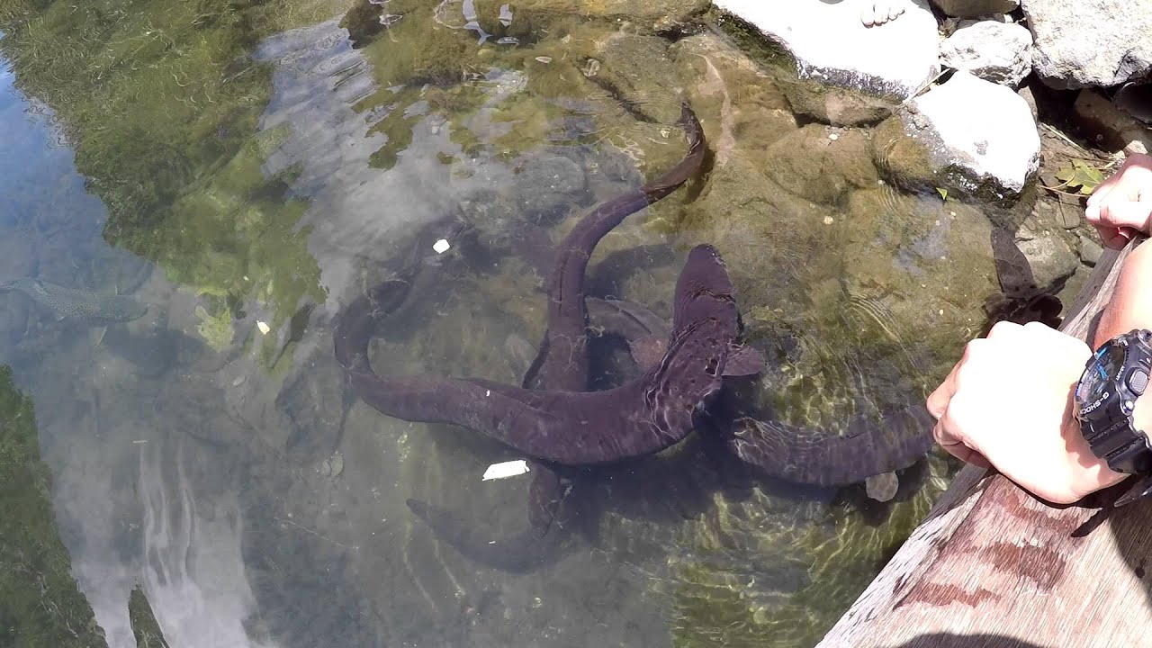 Playing with Eels in Christchurch - YouTube