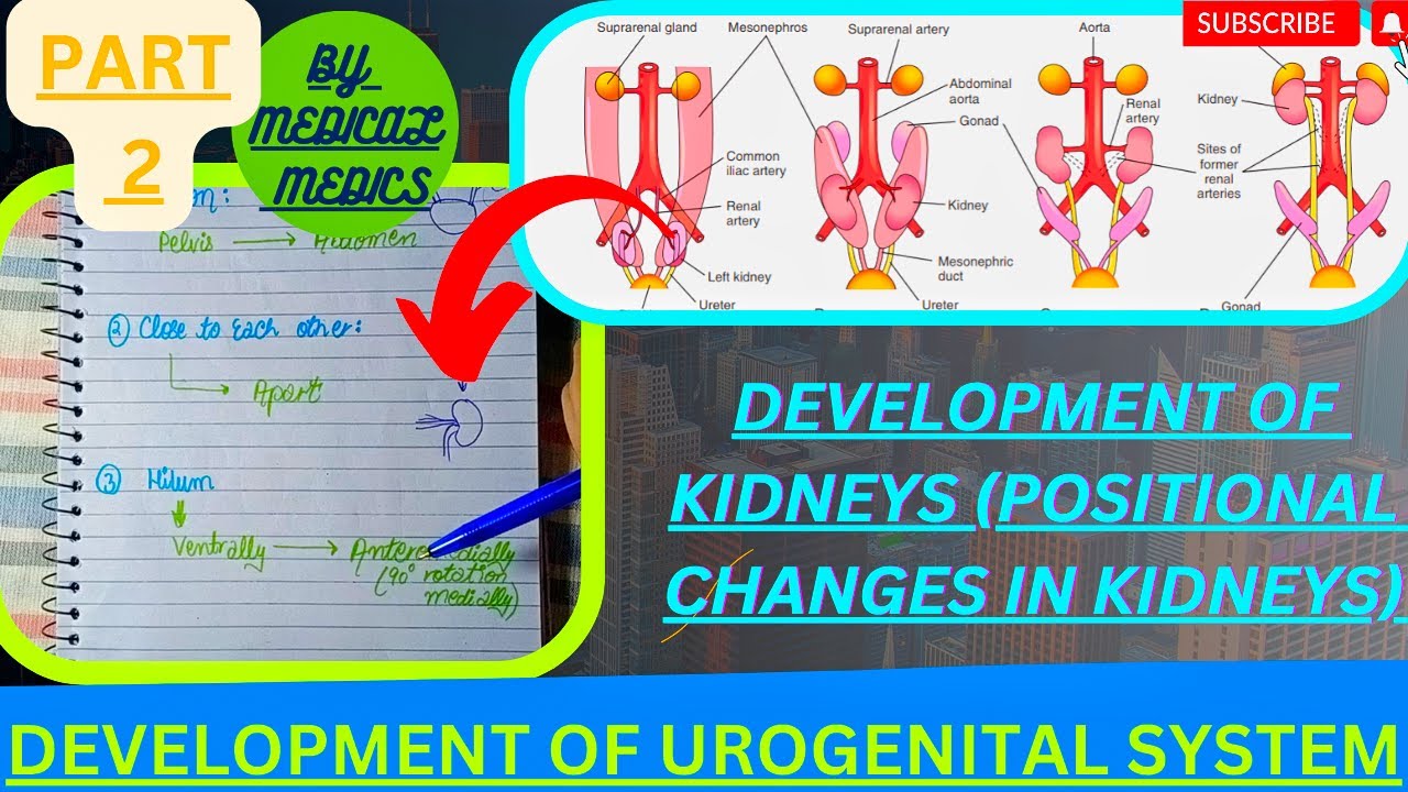 Development of Kidney | Positional Changes in Kidney | #embryology # ...