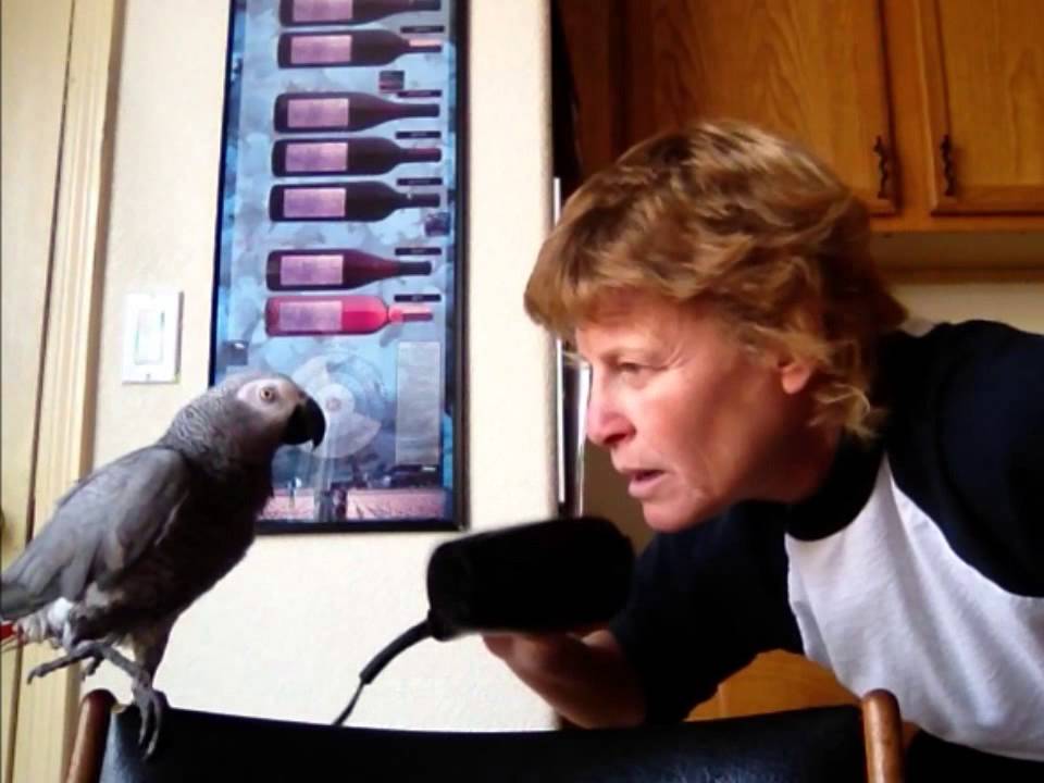 Keen (African Grey Parrot) using sign language (YES, sign language ...