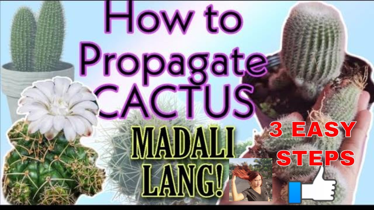BEST WAY TO GROW CACTUS IN PHILIPPINES || HOW TO PROPAGATE CACTUS IN 3 ...