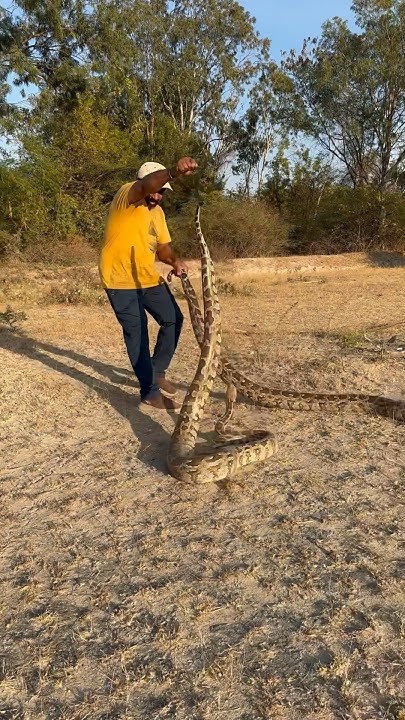 2 big pythons! attacks while releasing! #shorts - YouTube