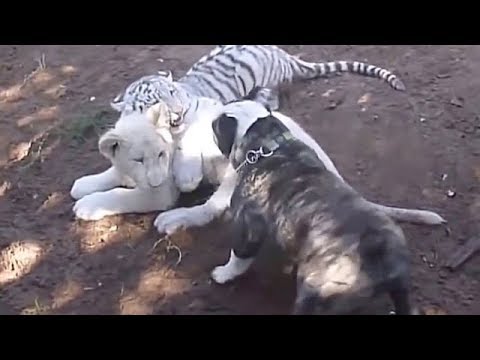 Cutest Fight of White Tiger & Dog | Most Cutest Video Ever - Video From ...