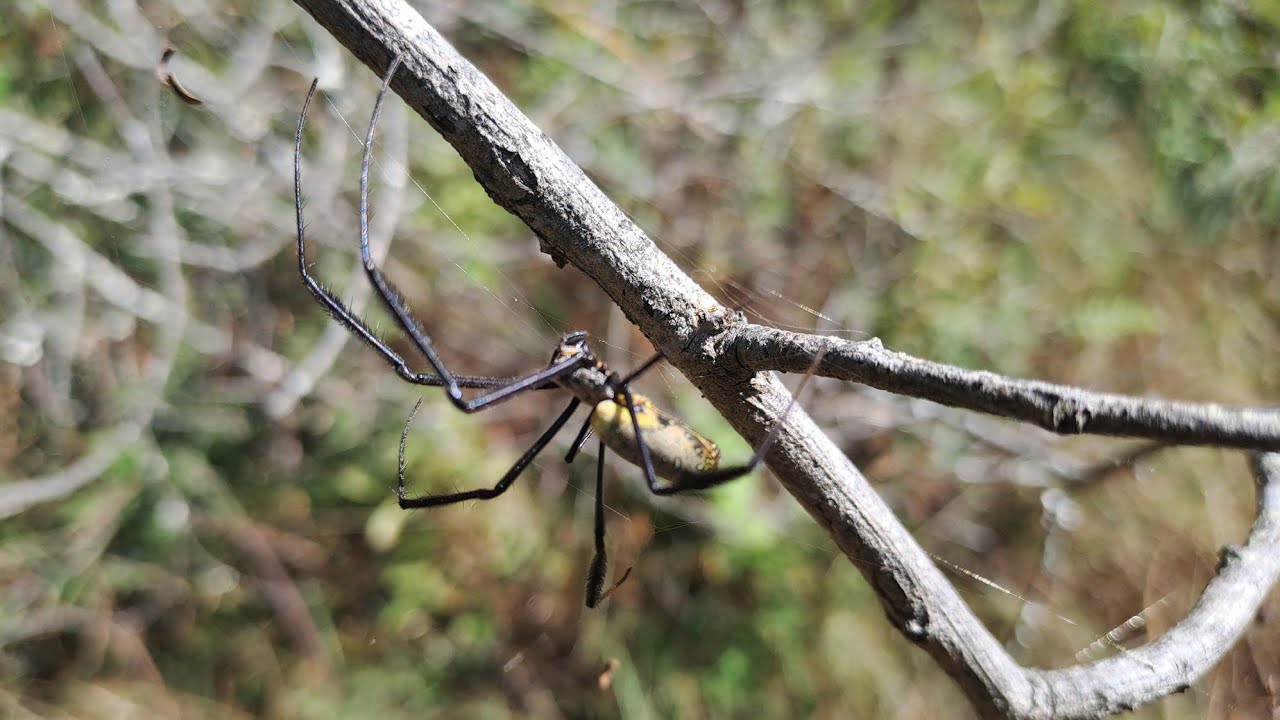 Exploring New Hiking Trails at Mayhem Mountain Adventures - YouTube