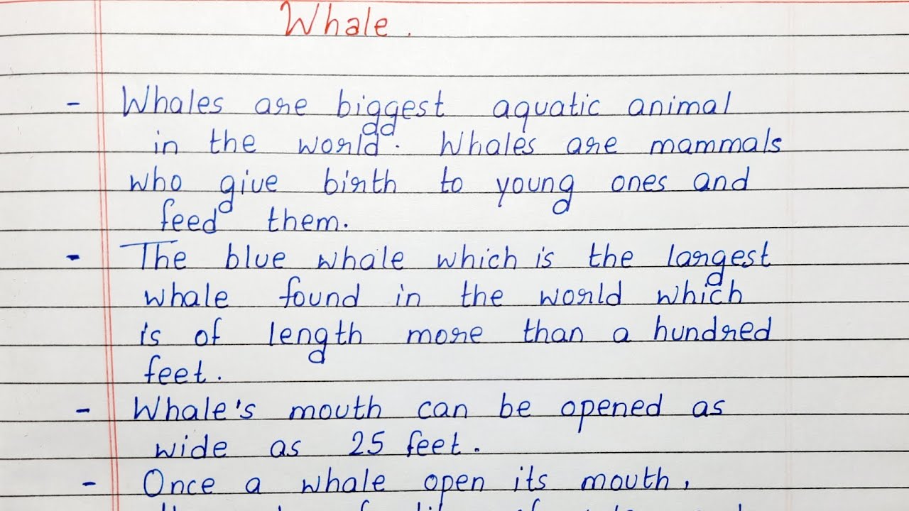 Write a short essay on Whale | few lines on Whale | English - YouTube