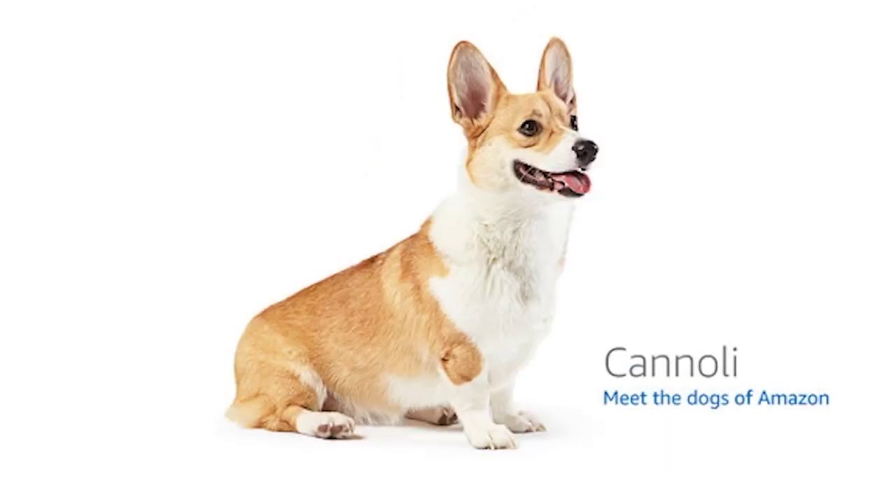 Turning Lemons Into Lemonade : Reviewing Amazon Error Screen Dogs - YouTube