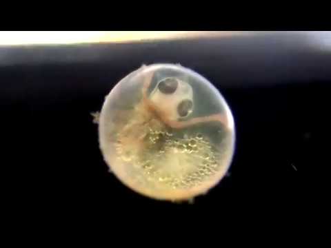 Pao baileyi[Hairy puffer] eggs 120 hours - YouTube