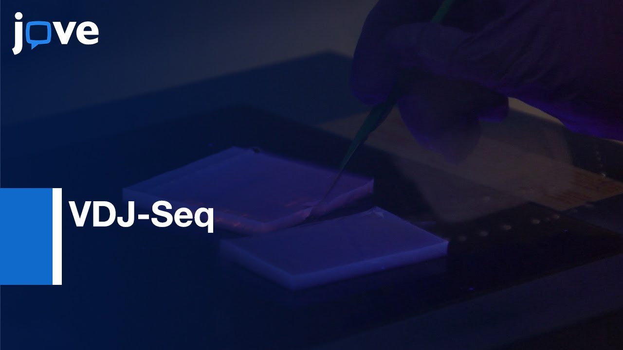 VDJ-Seq: Sequencing Analysis of Rearranged IgH Gene in B-Cell Lymphoma ...