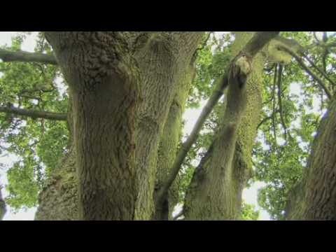 Great Trees of East Devon - The Phear Park Lucombe Oak - Ancient tree ...