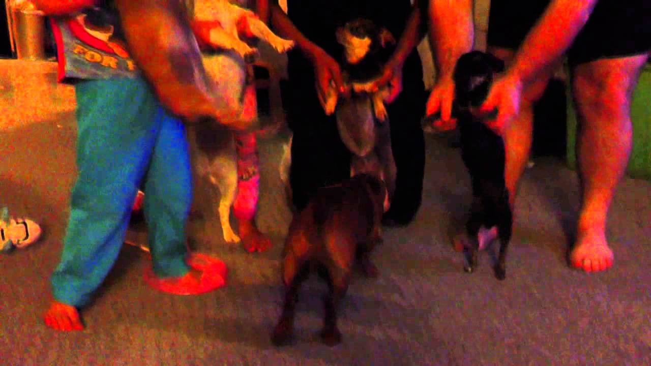 Dogs Harlem Shake - YouTube