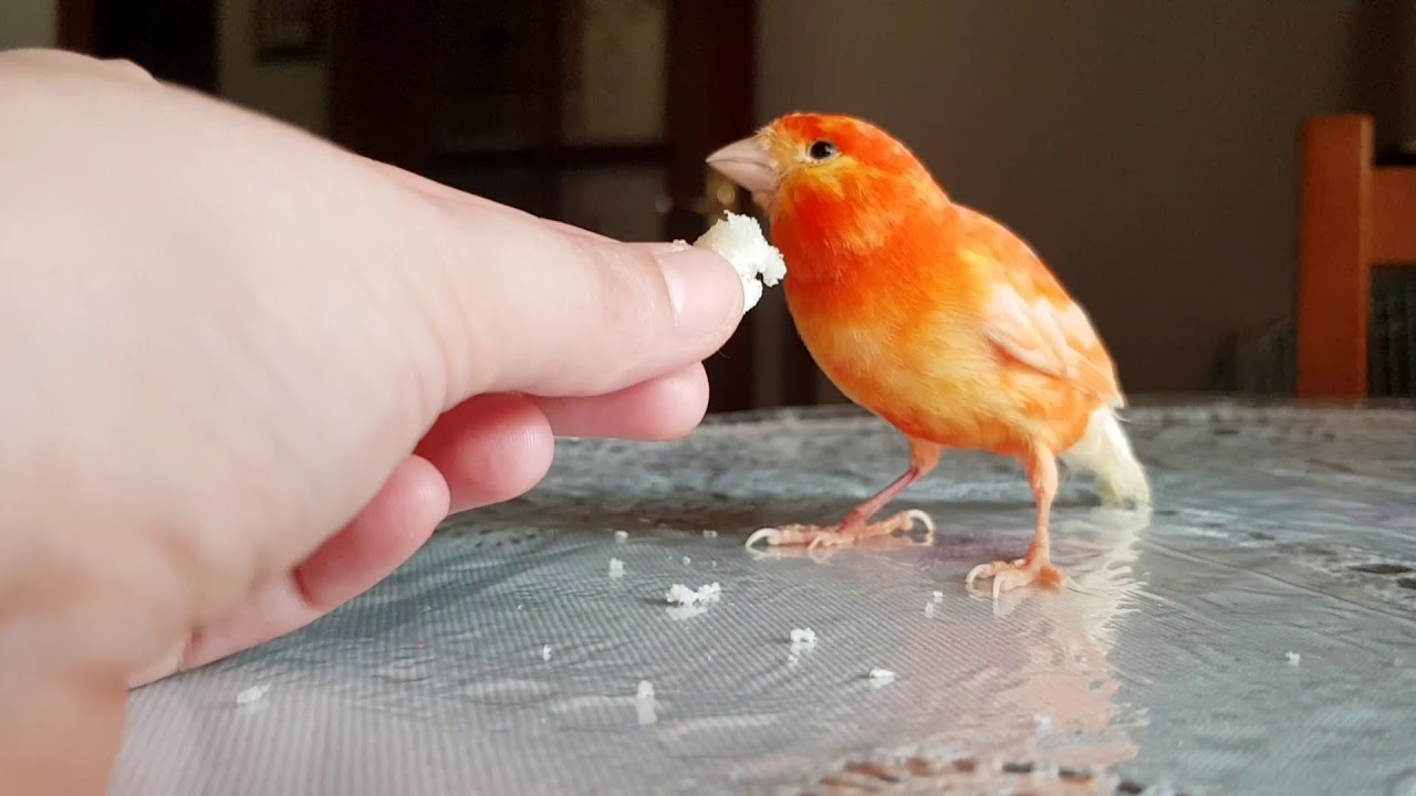 CANARIO ADIESTRADO EINER DESAYUNANDO CON MAMÁ. TRAINED CANARY 83 ...