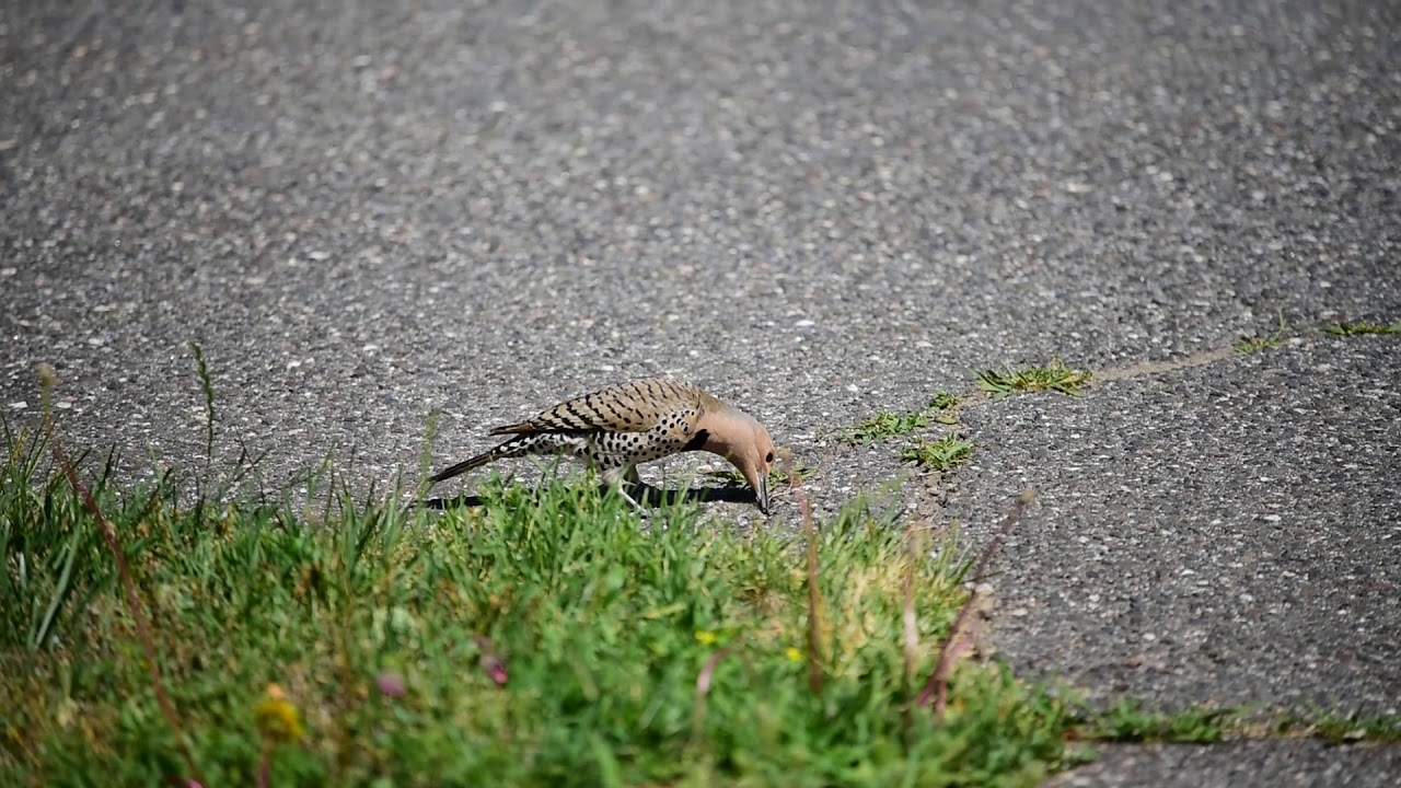 A Northern Flicker Eating Ants - YouTube