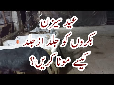 Fattening in Goats // Eid Season Fattening // - YouTube