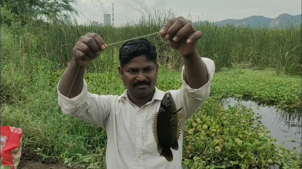 fish hunting Natu guraka fish catching tredisnal fish hunting video KVR FISHING #kvrfishing ...