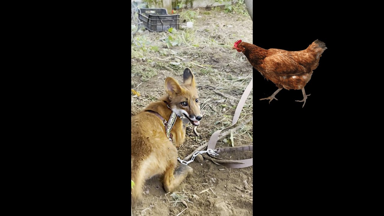 Fox's Hunt for Chicken - YouTube