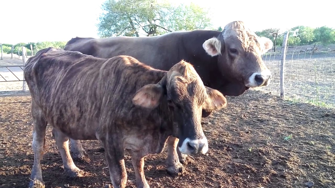 Toro Suizo Europeo (Ganaderia El Pantano) - YouTube