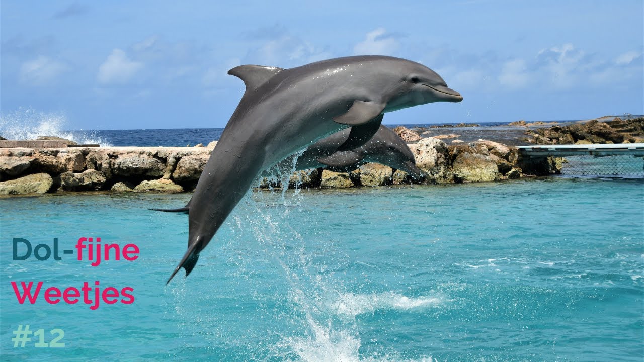 Dol-fijne weetjes #12 The Bottlenose Dolphin 🐬 - YouTube