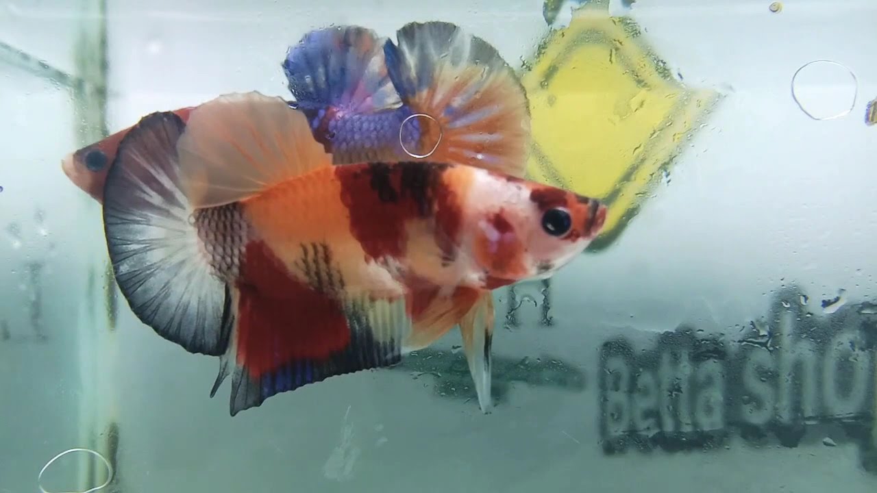 betta nemo - YouTube