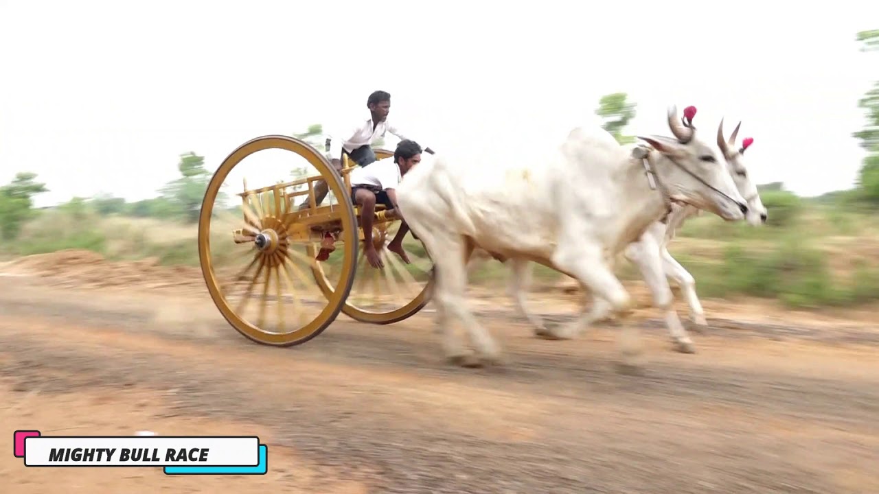 YEDDULA BANDI PARUGU POTILU || MIGHTY VELUGUBANDA BULL RACE - YouTube